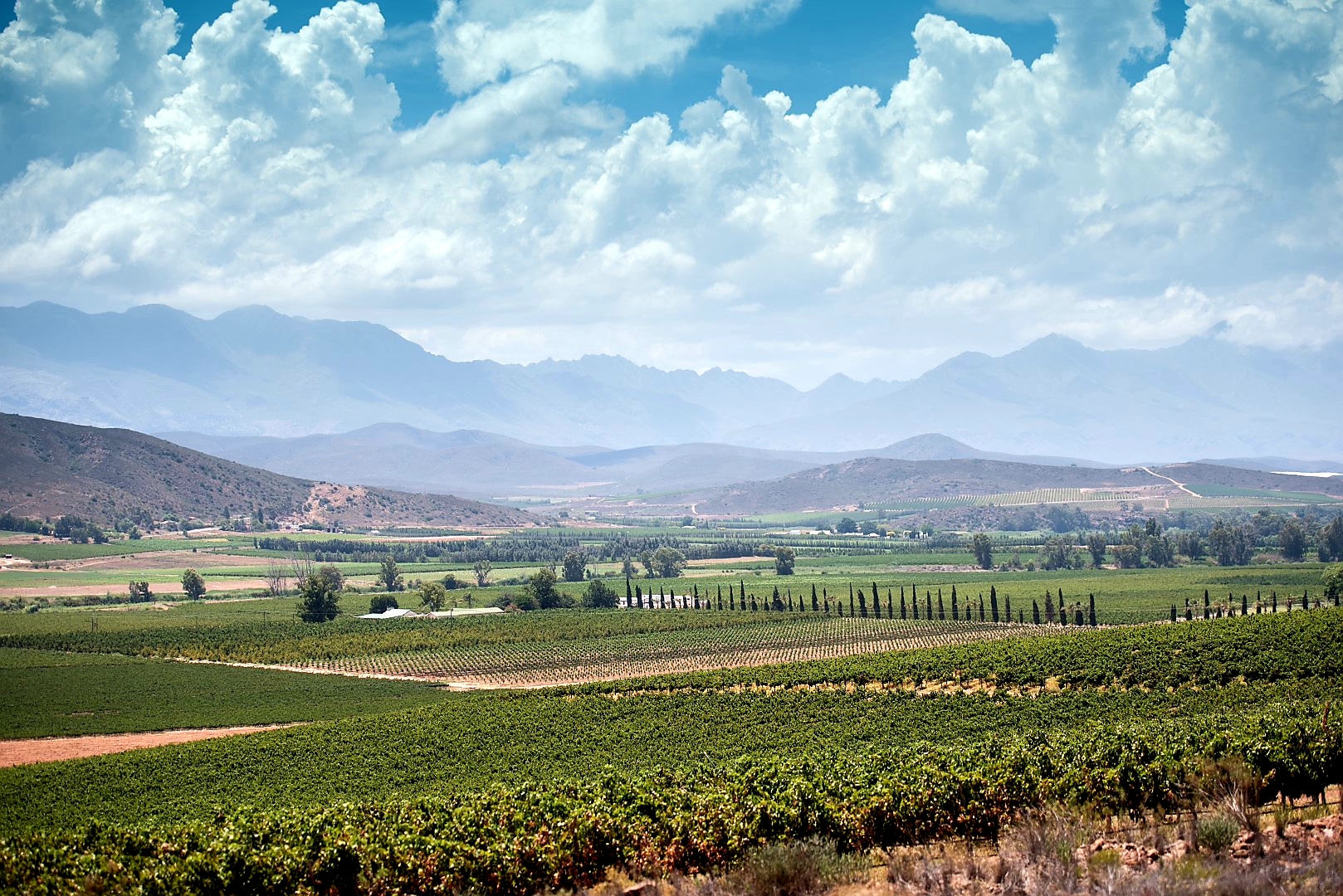 Gallery - Gd Life Wine