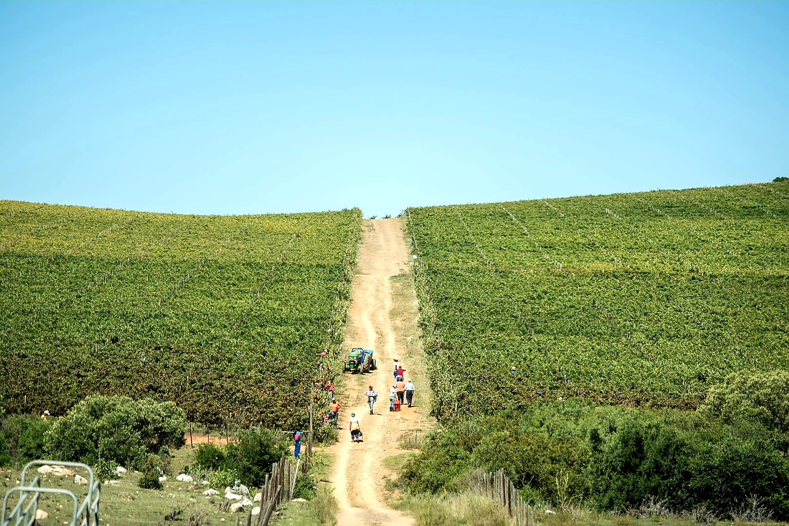 Good Life Gallery - Gd Life Wine