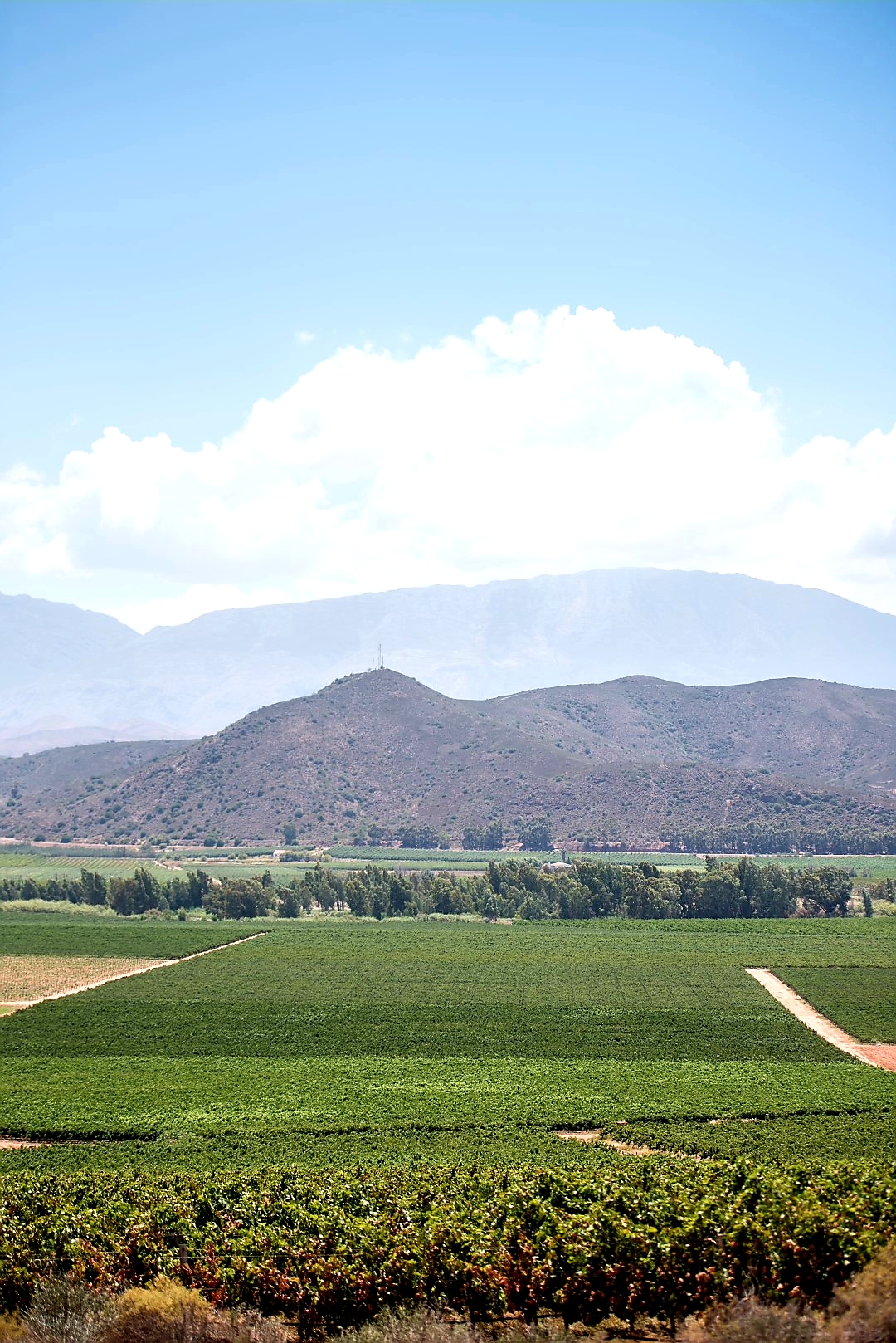 Good Life Gallery - Gd Life Wine